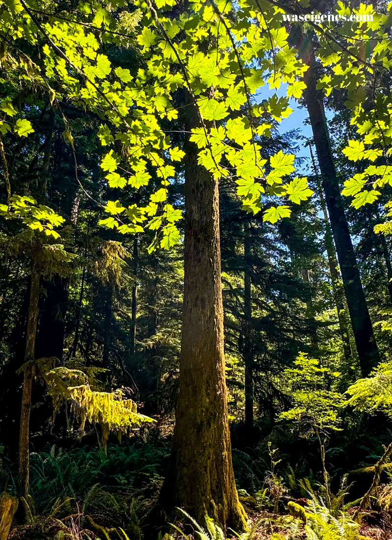 Little Qualicum River | Cathedral Grove | Pacific Trail | Kanada